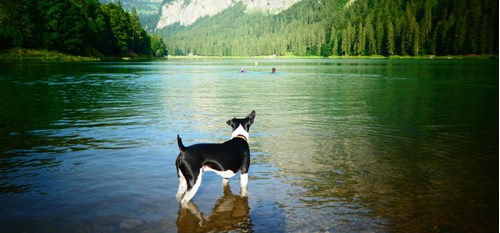 Can U Take Your Dog To France